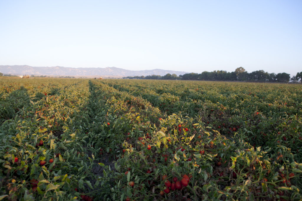 Pacific Coast Producers | The Food Front