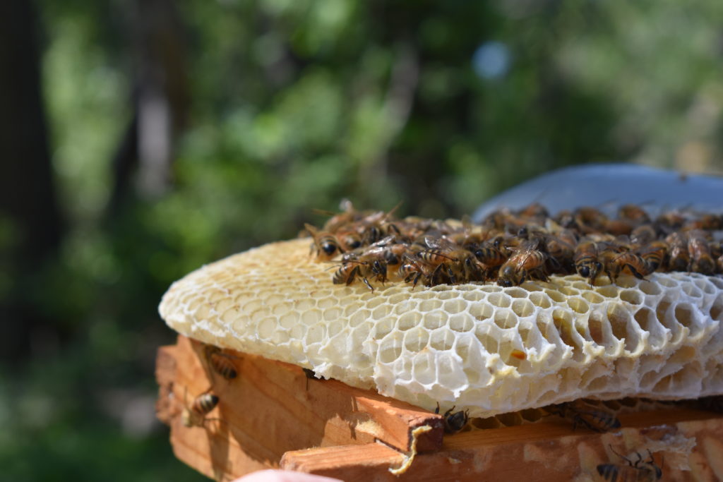 Tauzer Apiaries | The Food Front