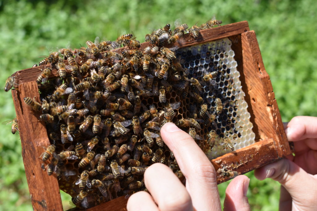 Tauzer Apiaries | The Food Front