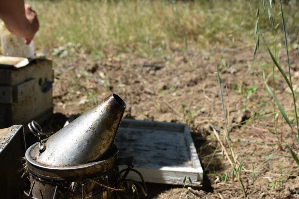 Tauzer Apiaries | The Food Front