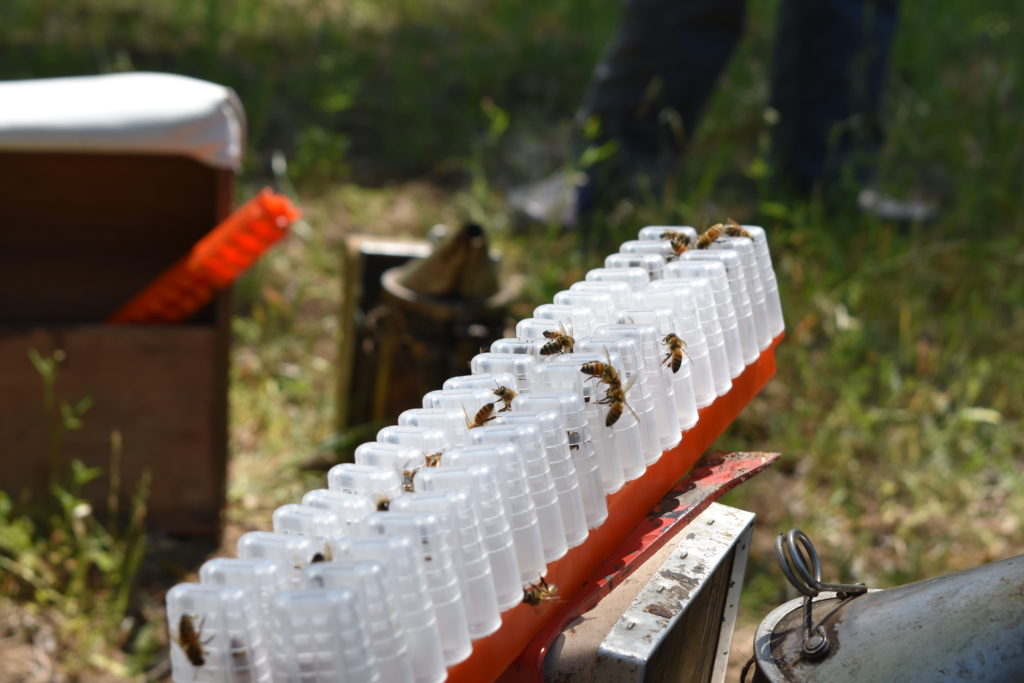 Tauzer Apiaries | The Food Front